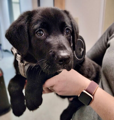 PennHip X-Rays in Roanoke, VA | Roanoke Animal Hospital